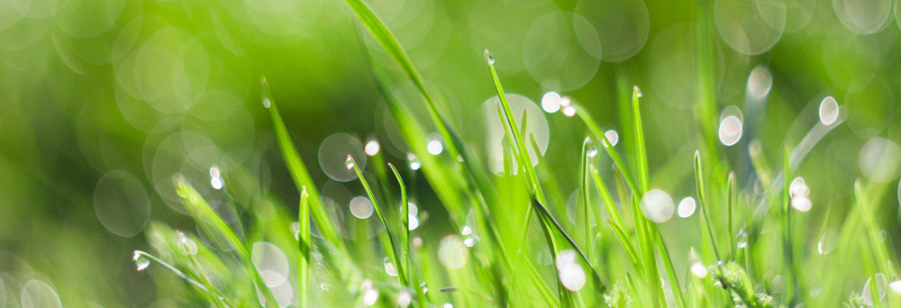 Grass Seed and Control Products – Ground FX Landworks Inc.